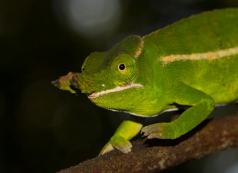 Calumma tarzan, eine neue Art aus Madagaskar - AG Chamäleons