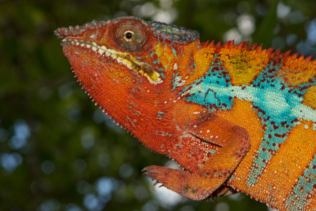 New case reports on hemipenes amputation - AG Chamäleons