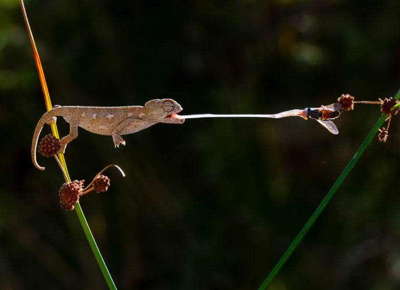 The microbiome of dwarf chameleons - AG Chamäleons