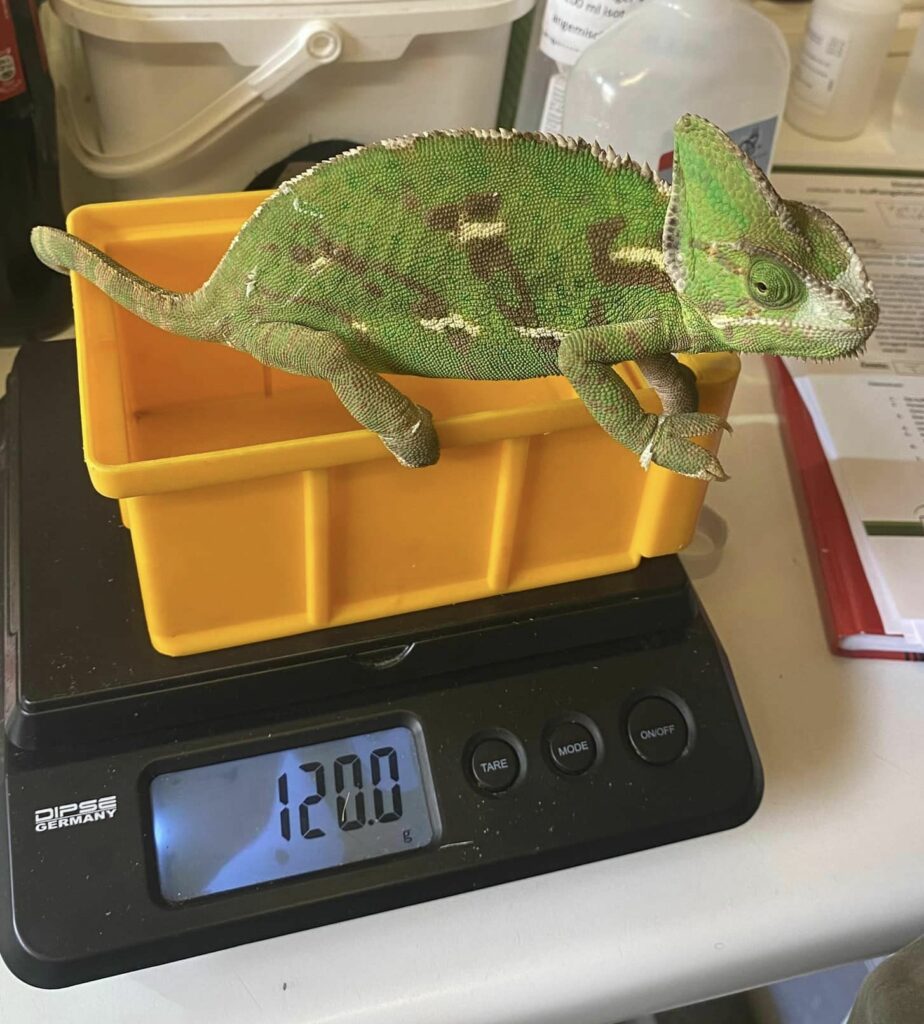 Startseite - AG Chamäleons